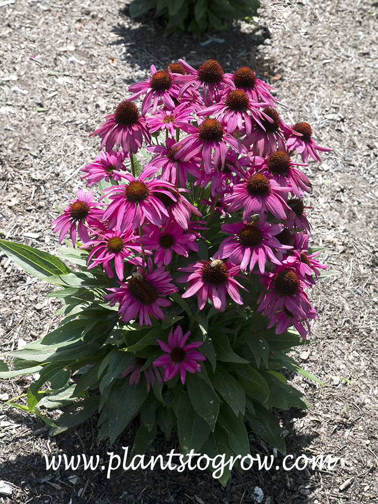 Butterfly Purple Emperor Coneflower (Echinacea) | Plants To Grow Plants ...