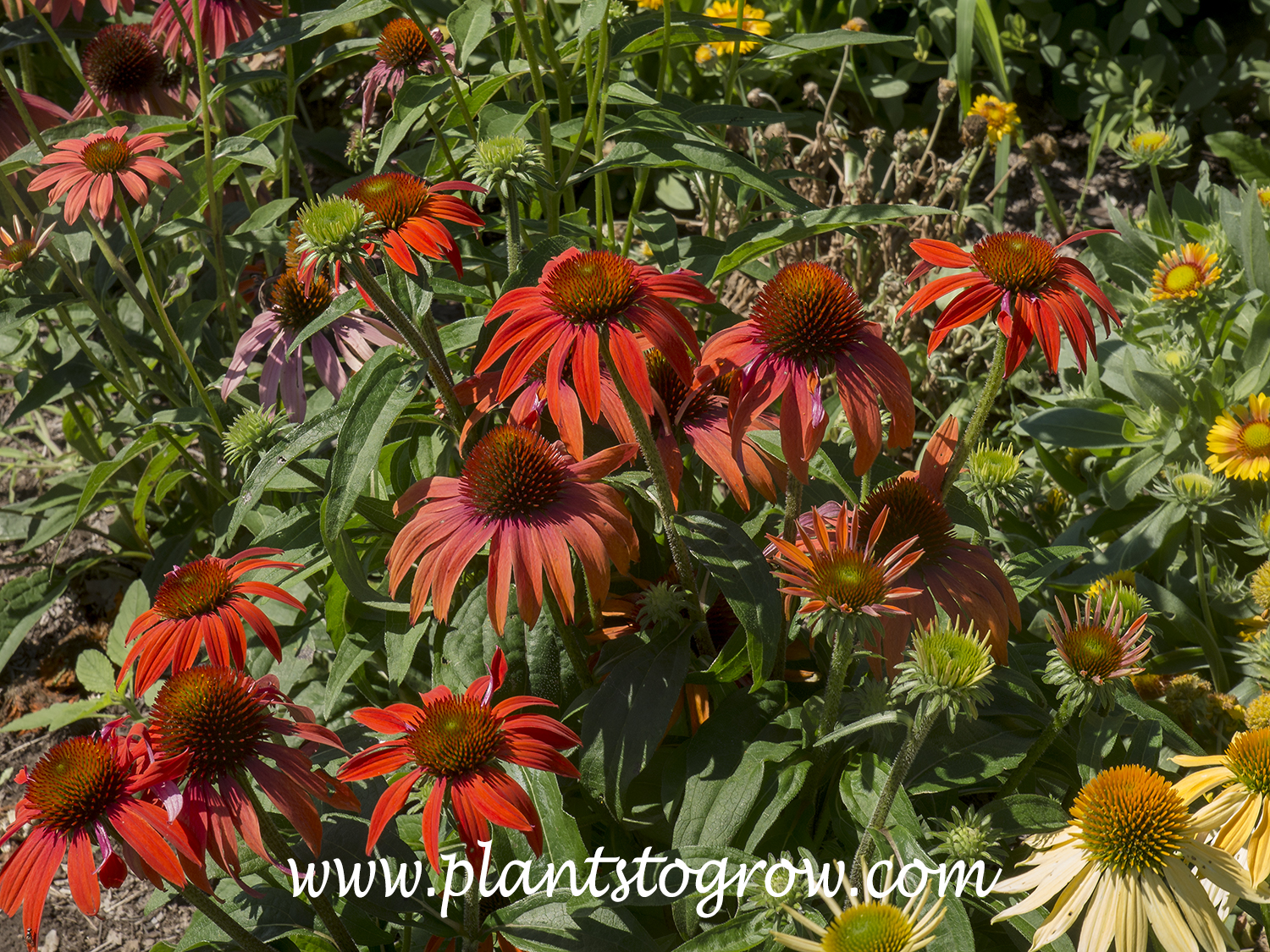 Growing Cheyenne Spirit Echinacea From Seed at Donald Lyman blog