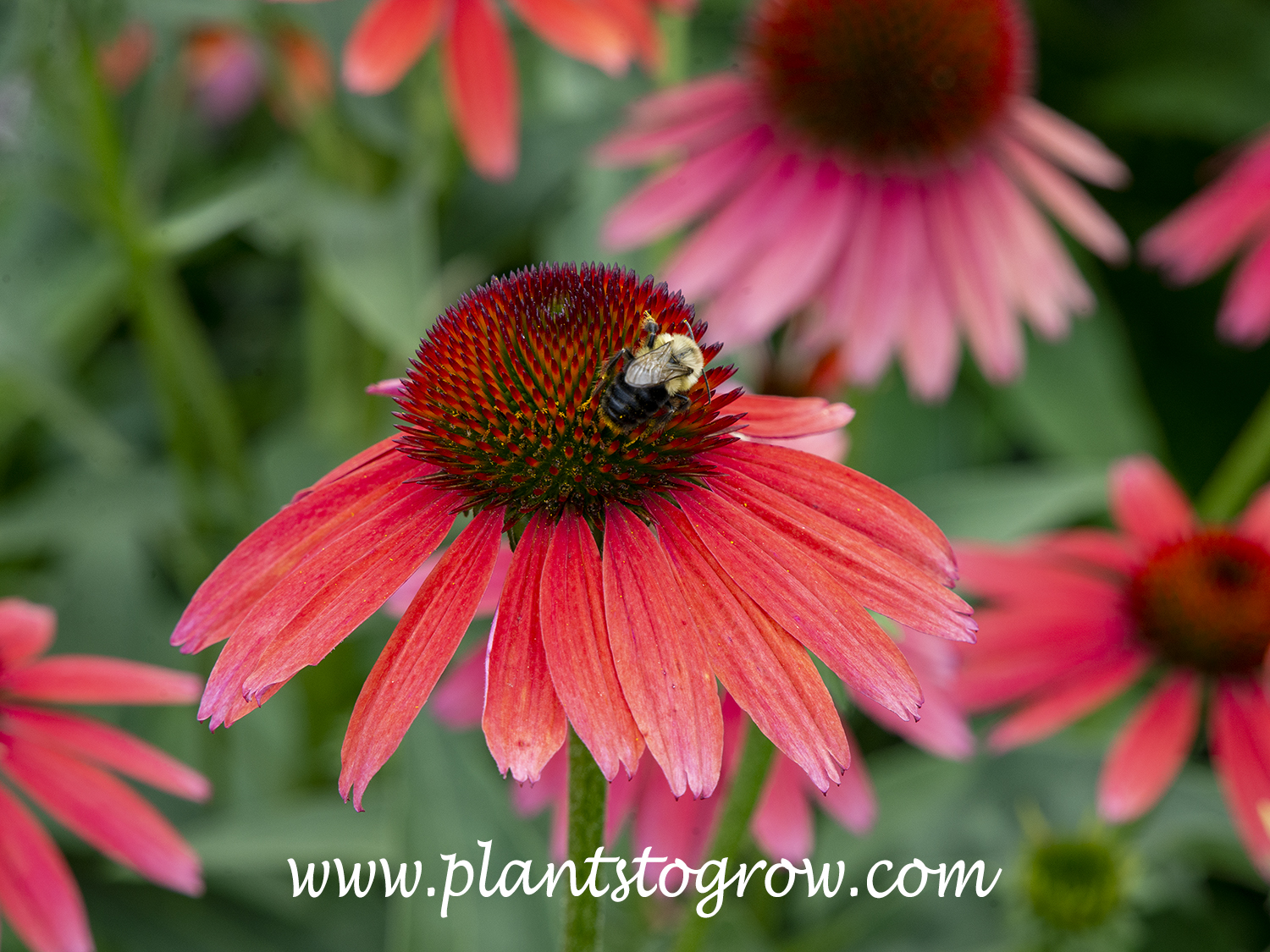 Growing Cheyenne Spirit Echinacea From Seed at Donald Lyman blog