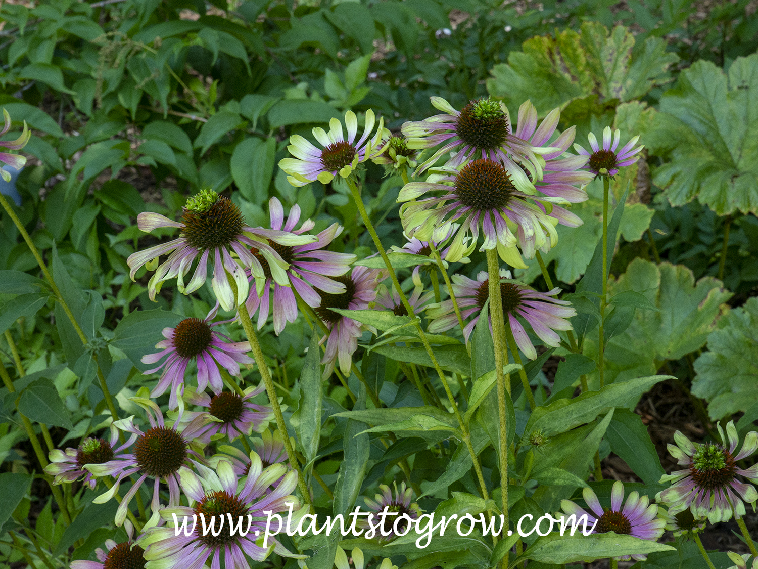 Green Twister Coneflower (Echinacea) | Plants To Grow Plants Database ...