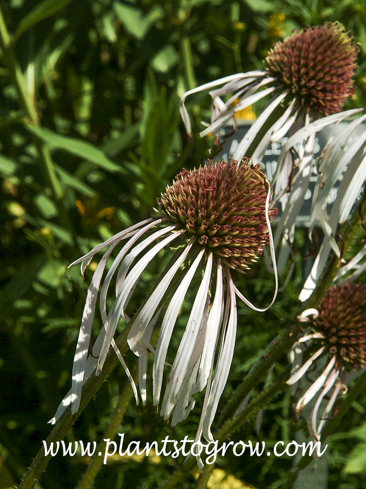 Coneflower ABC's (Echinacea) | Plants To Grow Plants Database by Paul S ...