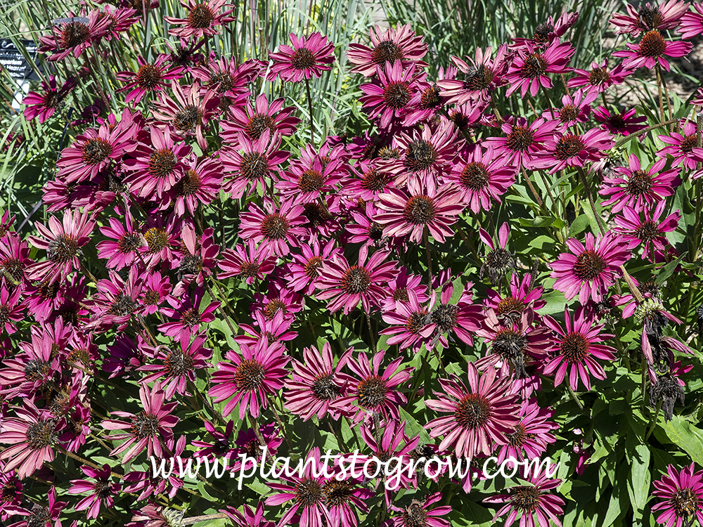 Kismet Raspberry Coneflower (Echinacea) | Plants To Grow Plants ...
