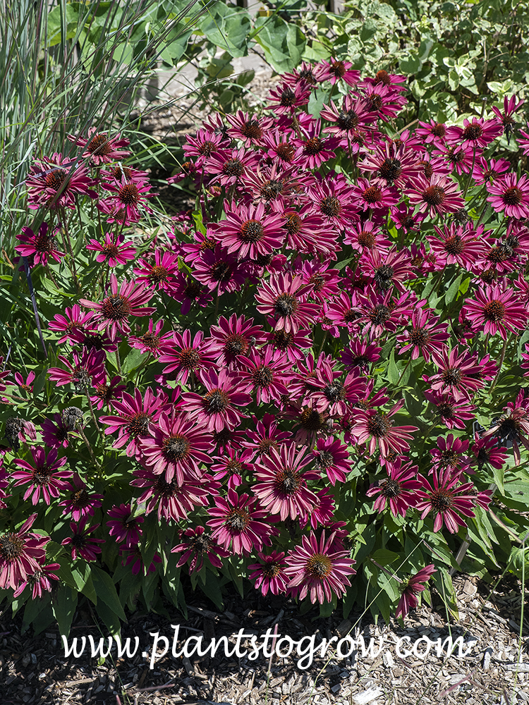 Kismet Raspberry Coneflower (Echinacea) | Plants To Grow Plants ...