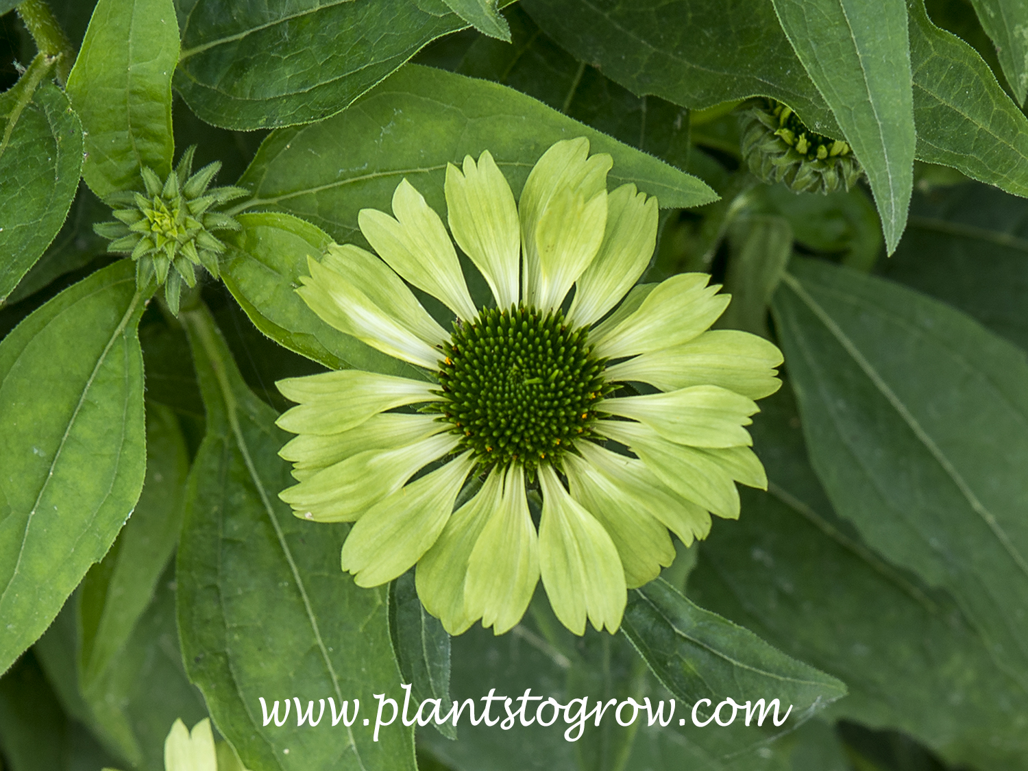 'Green Jewel' Coneflower (Echinacea purpurea) | Plants To Grow Plants ...