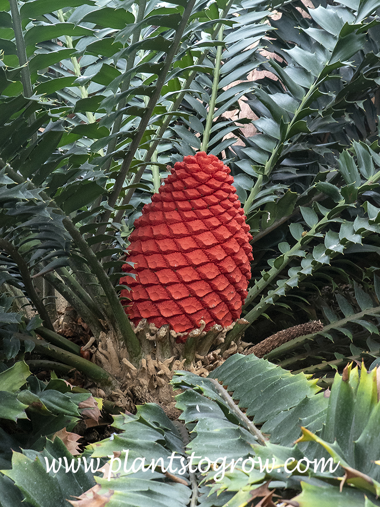 Holly leaf Cycad (Encephalartos ferox) | Plants To Grow Plants Database ...