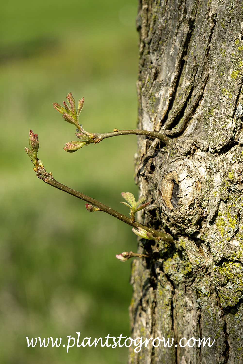 epicormic stems | Plants To Grow Plants Database by Paul S. Drobot