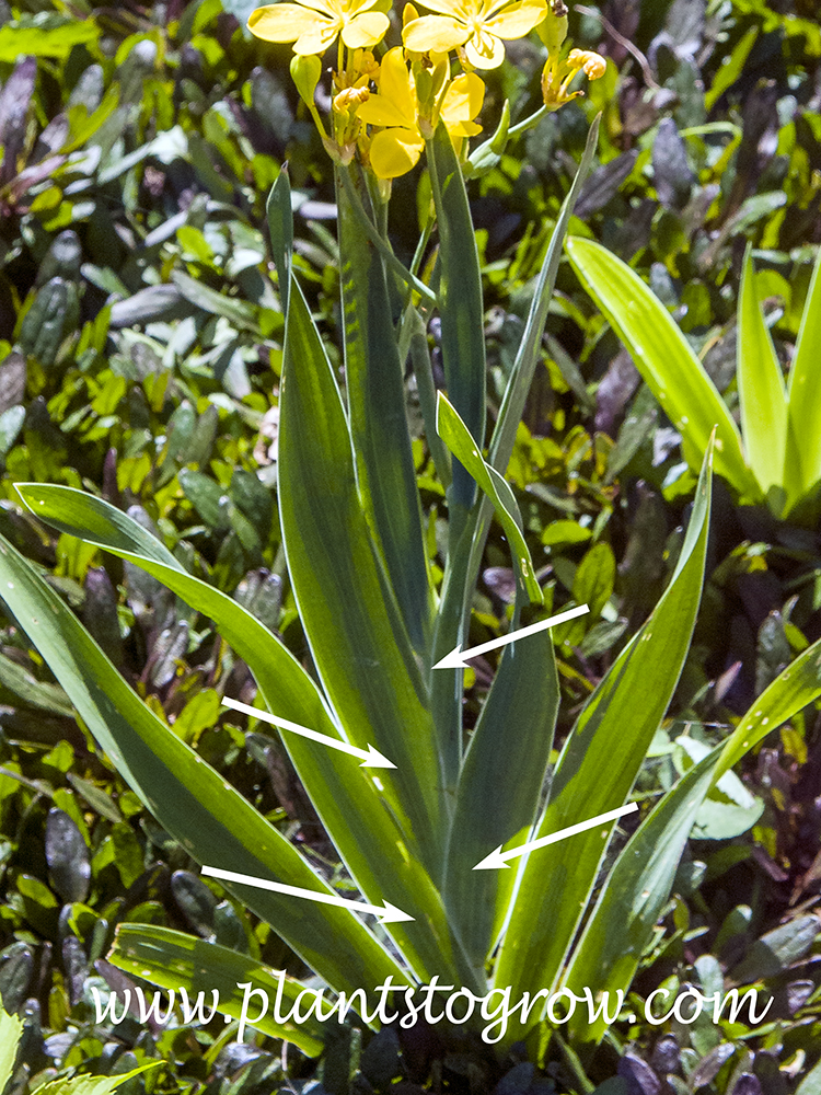 terms applying to leaf arrangement | Plants To Grow Plants Database by ...