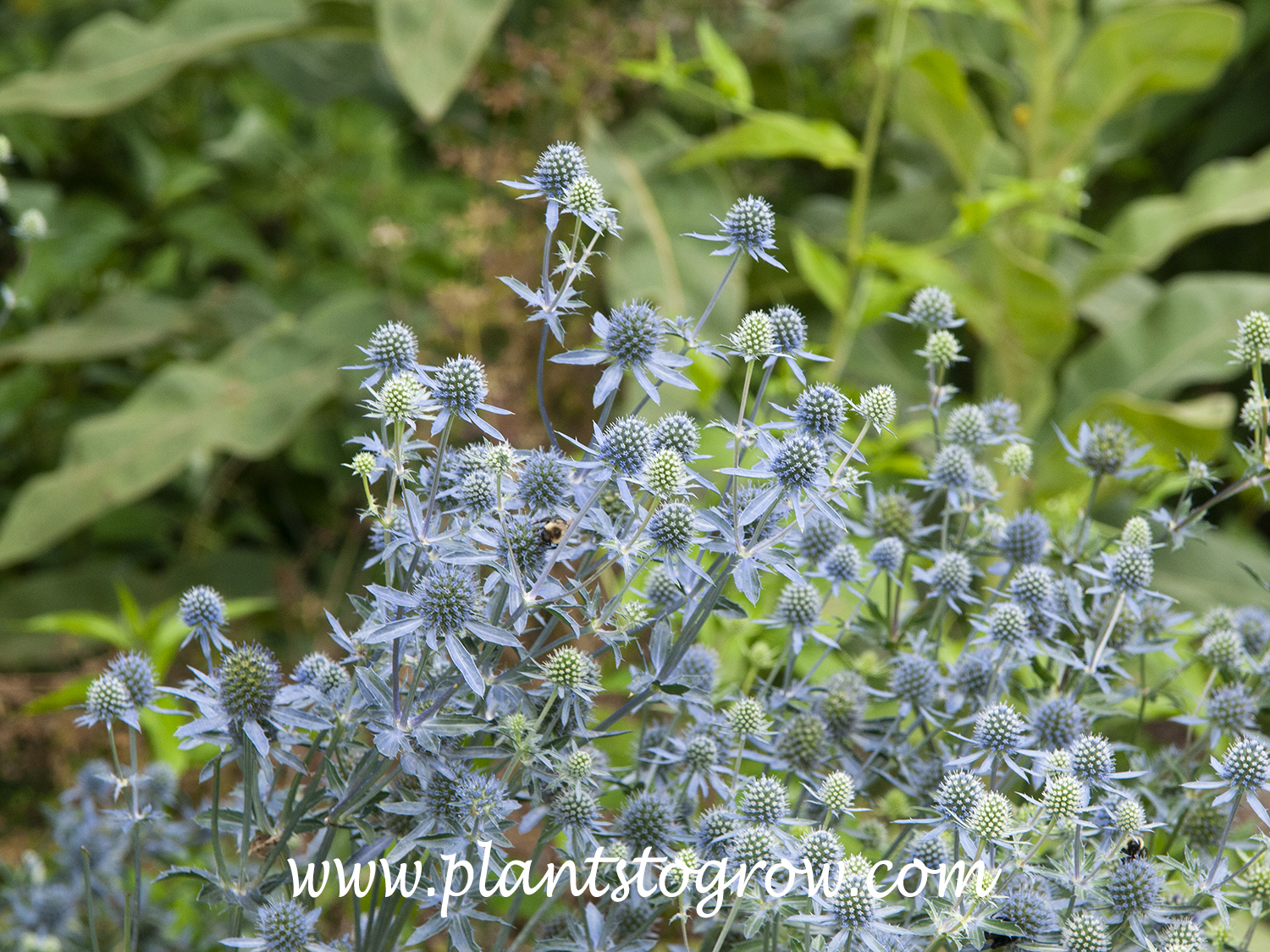 Blue Cap Sea Holly (Eryngium planum) | Plants To Grow Plants Database ...
