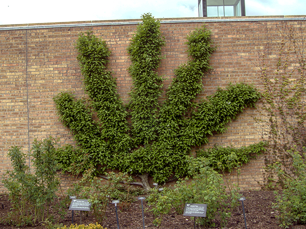 espalier | Plants To Grow Plants Database by Paul S. Drobot