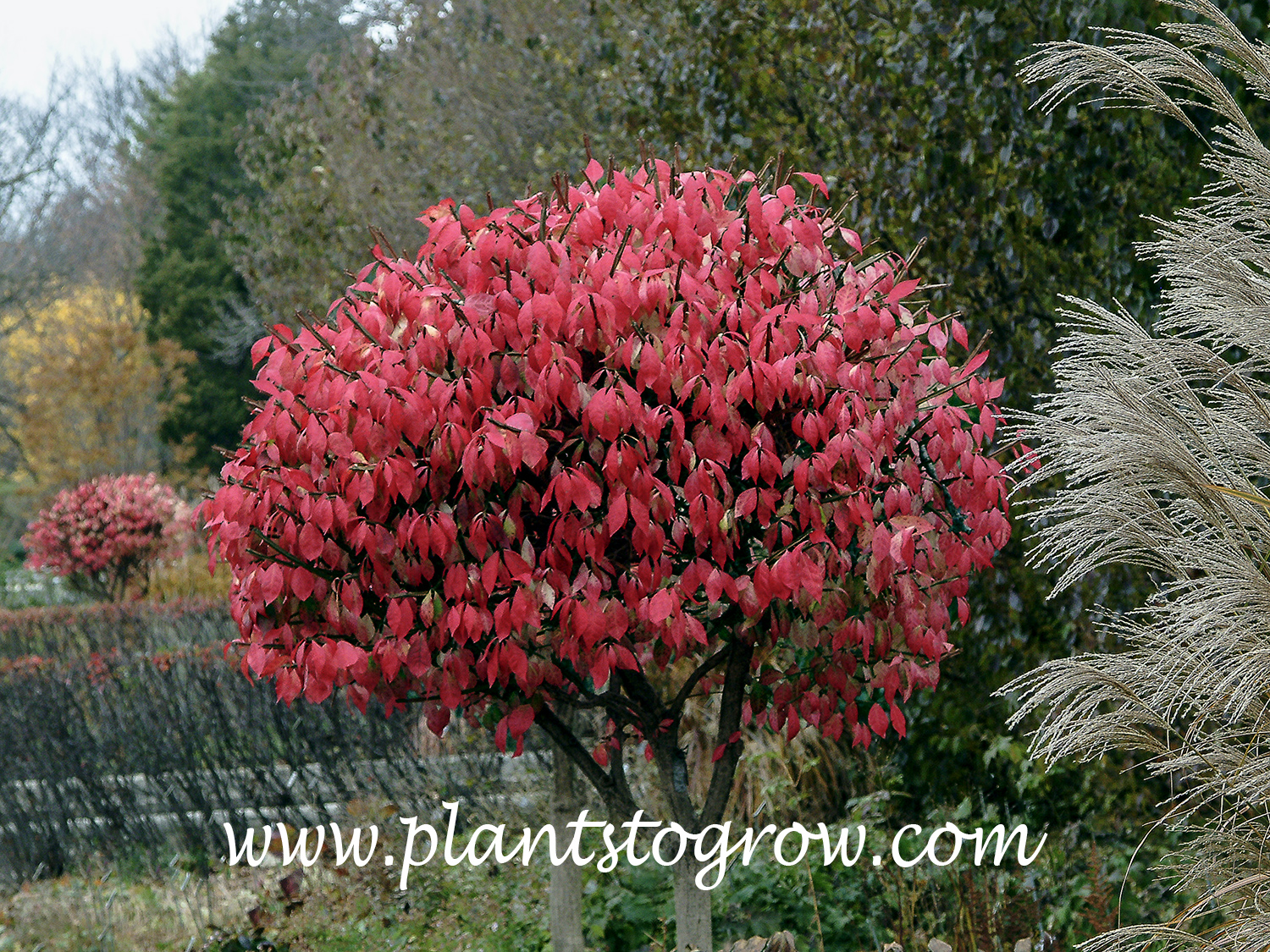 Burning Bush (Euonymus alatus) | Plants To Grow Plants Database by Paul ...