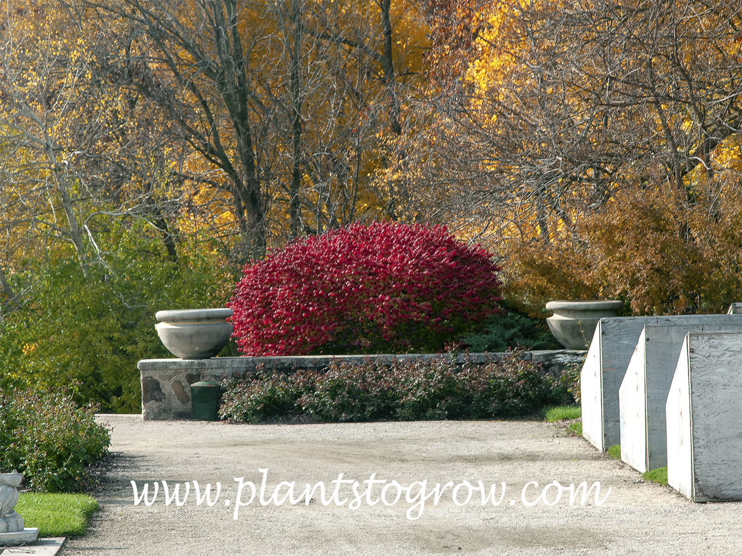 Burning Bush (Euonymus alatus) | Plants To Grow Plants Database by Paul ...