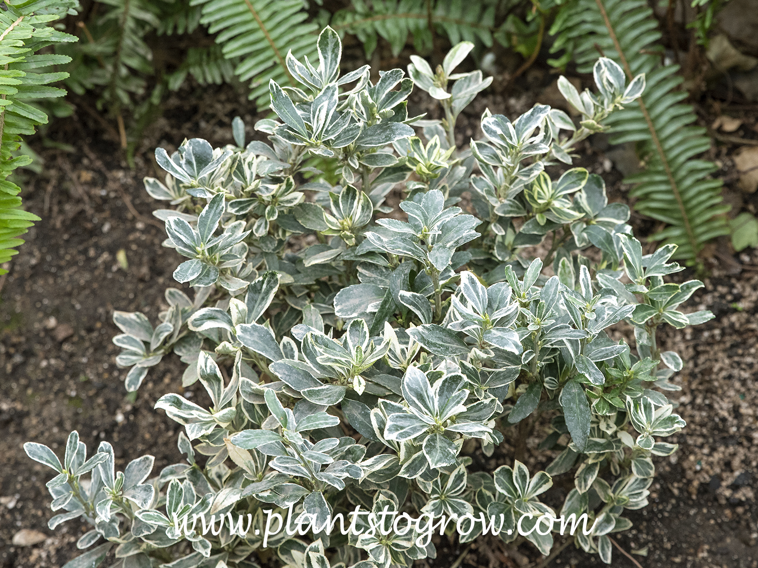 Silver Princess Boxleaf Euonymus (Euonymus japonicus Moness) | Plants ...
