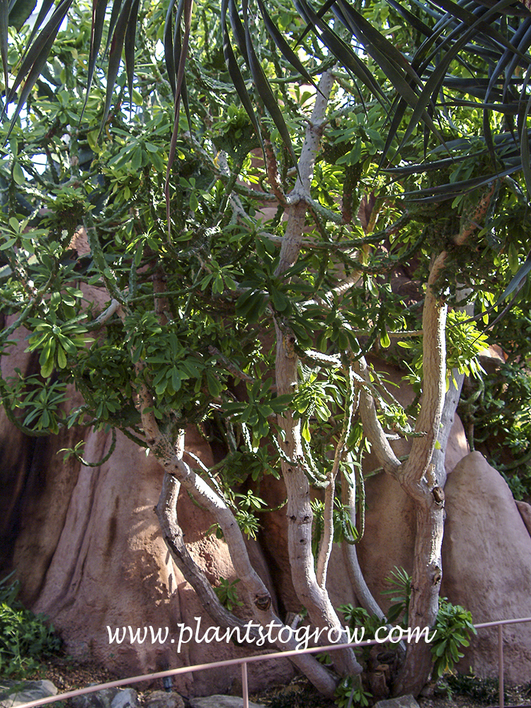 Hedge Euphorbia (Euphorbia nerifolia | Plants To Grow Plants Database ...