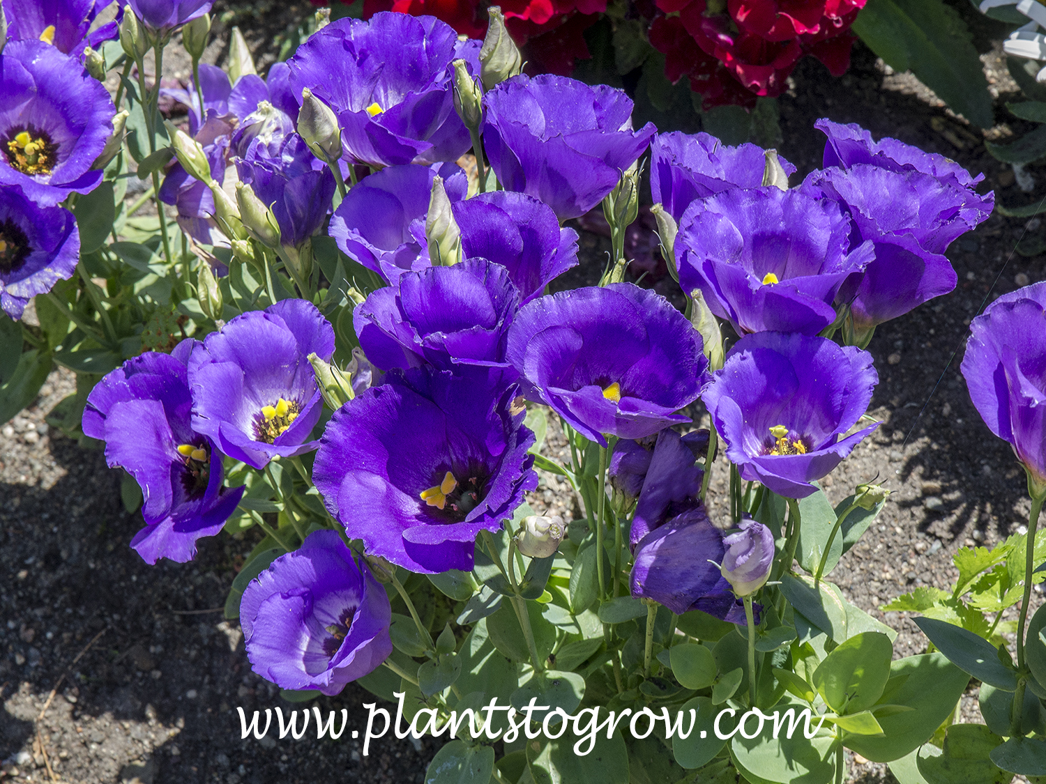 Forever Blue Lisianthus (Eustoma grandiflorum) | Plants To Grow Plants ...