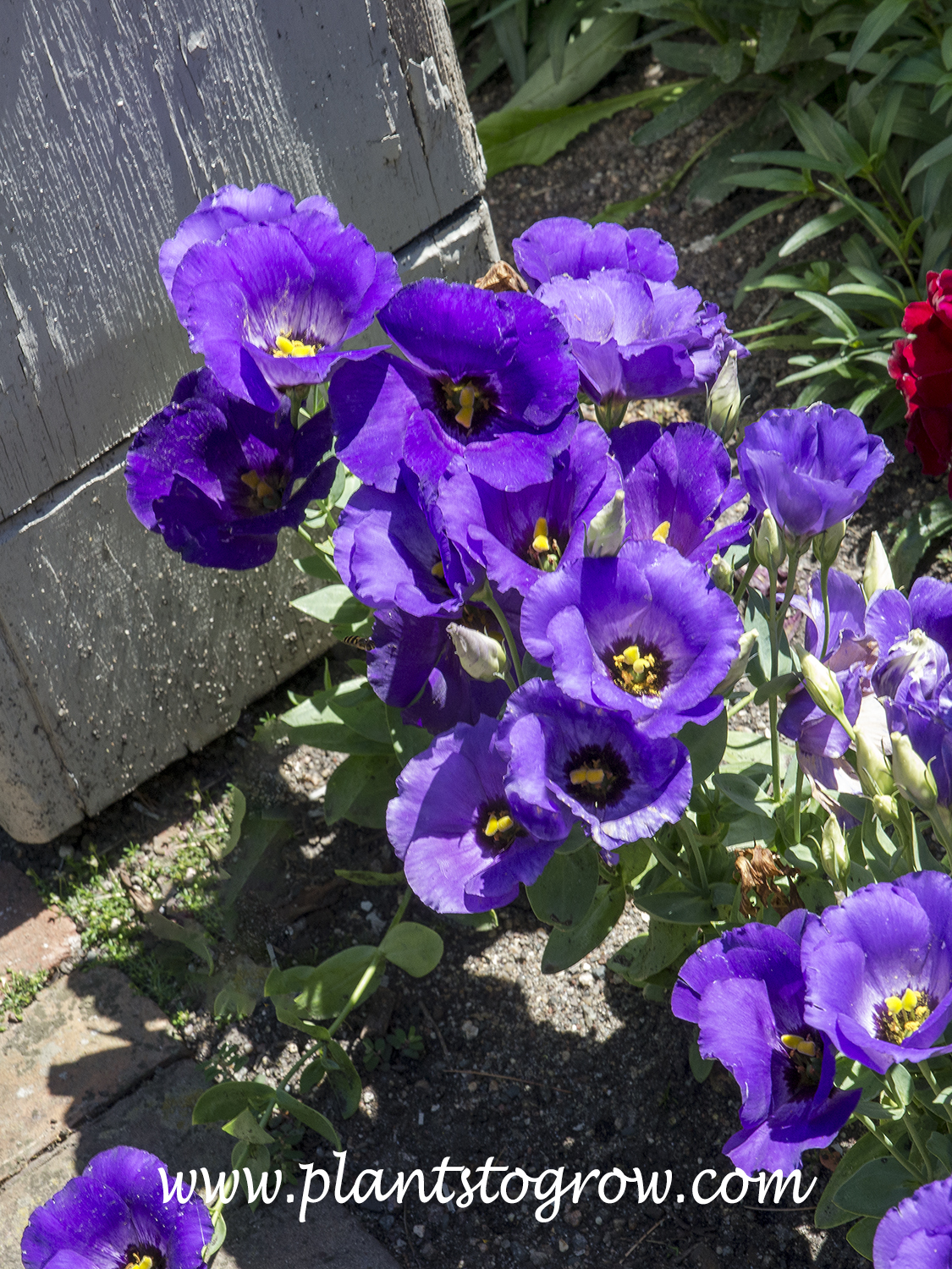 Forever Blue Lisianthus (Eustoma grandiflorum) | Plants To Grow Plants ...