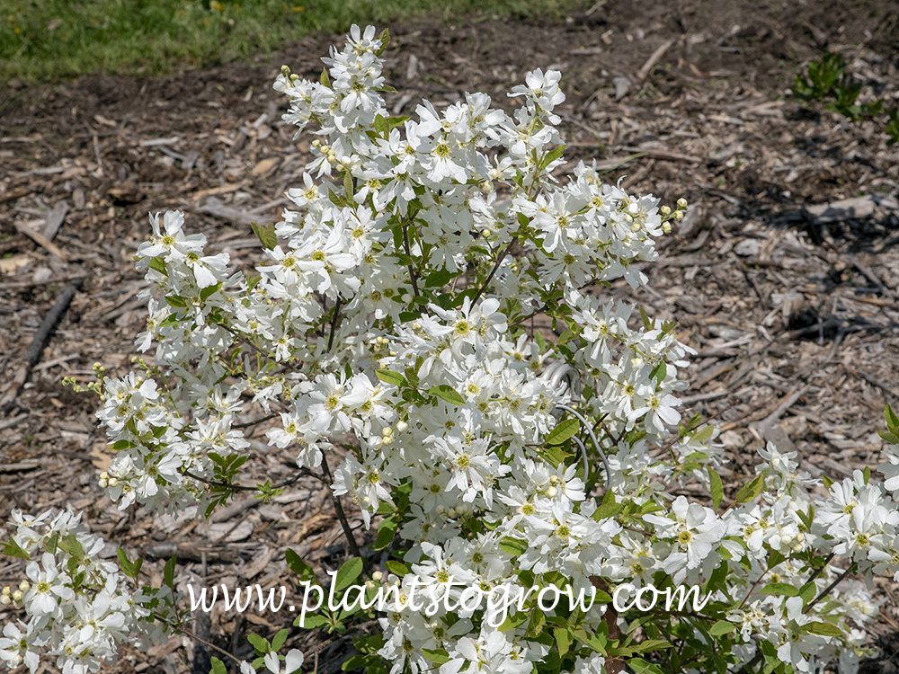 Lotus Moon Pearlbush (Exochorda) | Plants To Grow Plants Database by ...
