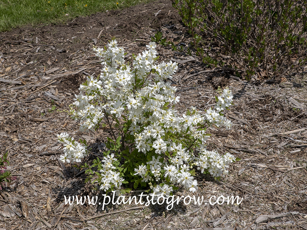 Lotus Moon Pearlbush (Exochorda) | Plants To Grow Plants Database by ...