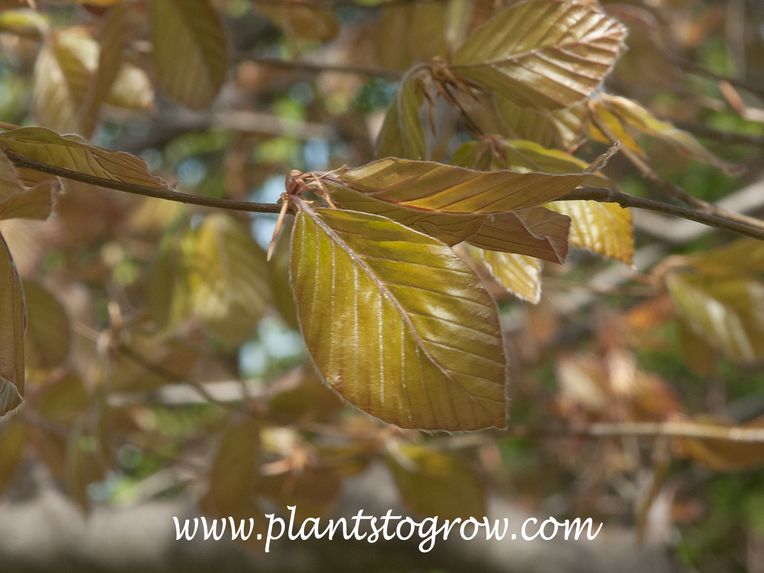 Copper Beech Growing Zones at James Aviles blog