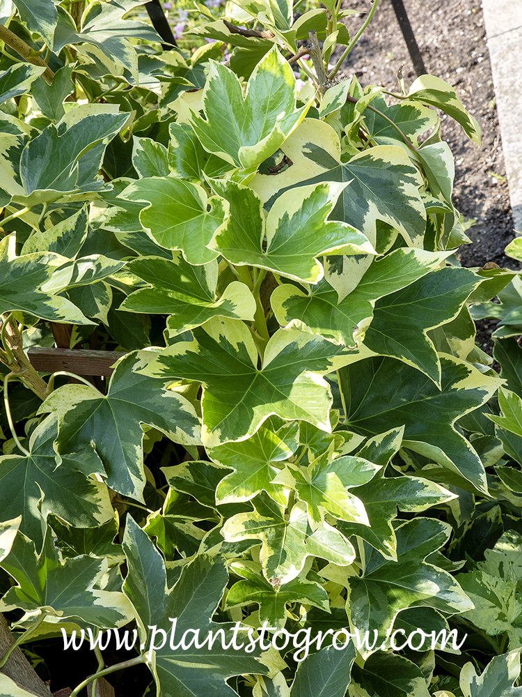 Angyo Tree Ivy (Fatshedera) | Plants To Grow Plants Database by Paul S ...