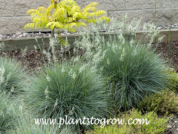 Fescue (Festuca glauca) | Plants To Grow Plants Database by Paul S. Drobot