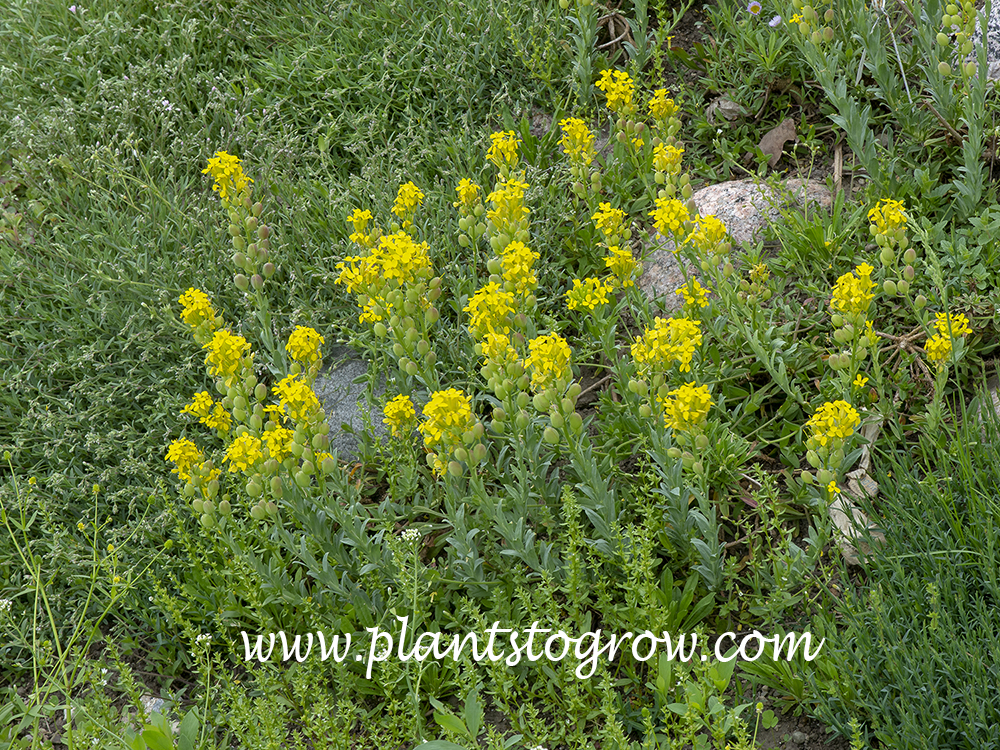 Roman Shields (Fibigia clypeata) | Plants To Grow Plants Database by ...