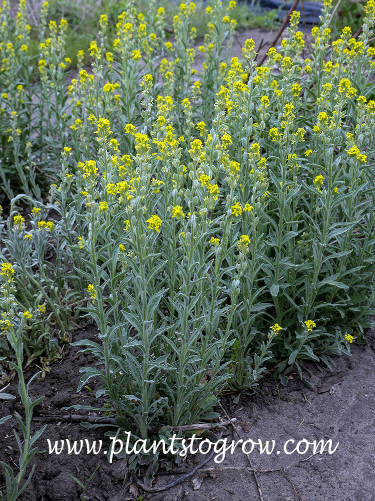 Roman Shields (Fibigia clypeata) | Plants To Grow Plants Database by ...