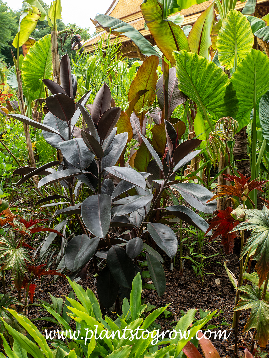 Burgundy Rubber Tree (Ficus elastica) | Plants To Grow Plants Database ...