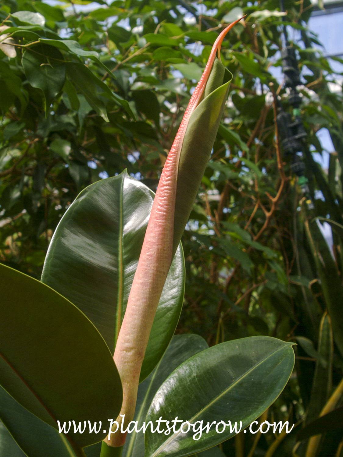Rubber Tree (Ficus elastica) | Plants To Grow Plants Database by Paul S ...