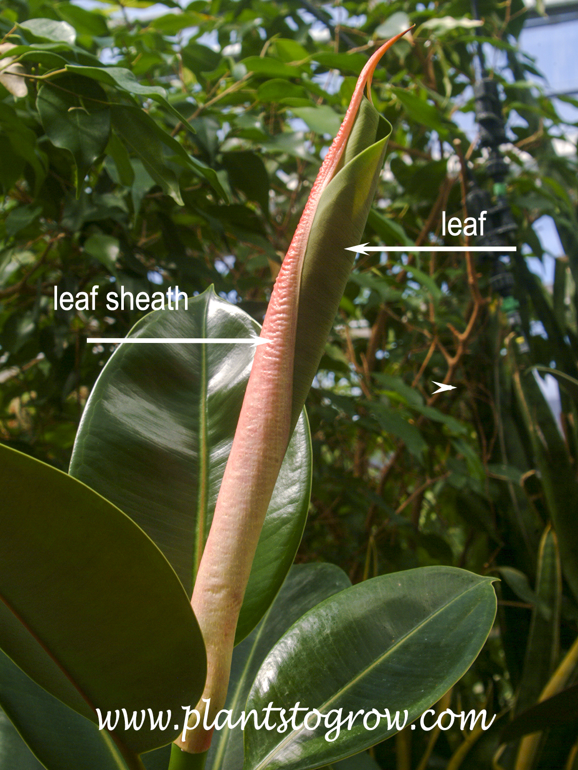 Leaf sheaths | Plants To Grow Plants Database by Paul S. Drobot