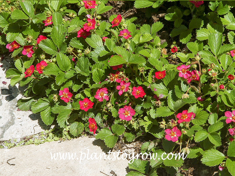 Lipstick Ornamental Strawberry (Fragaria) | Plants To Grow Plants ...