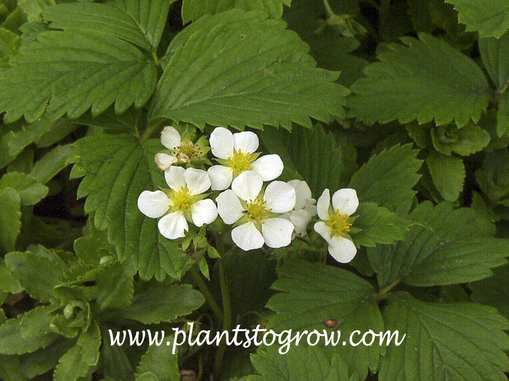Wild Strawberry (Fragaria virginiana) | Plants To Grow Plants Database ...