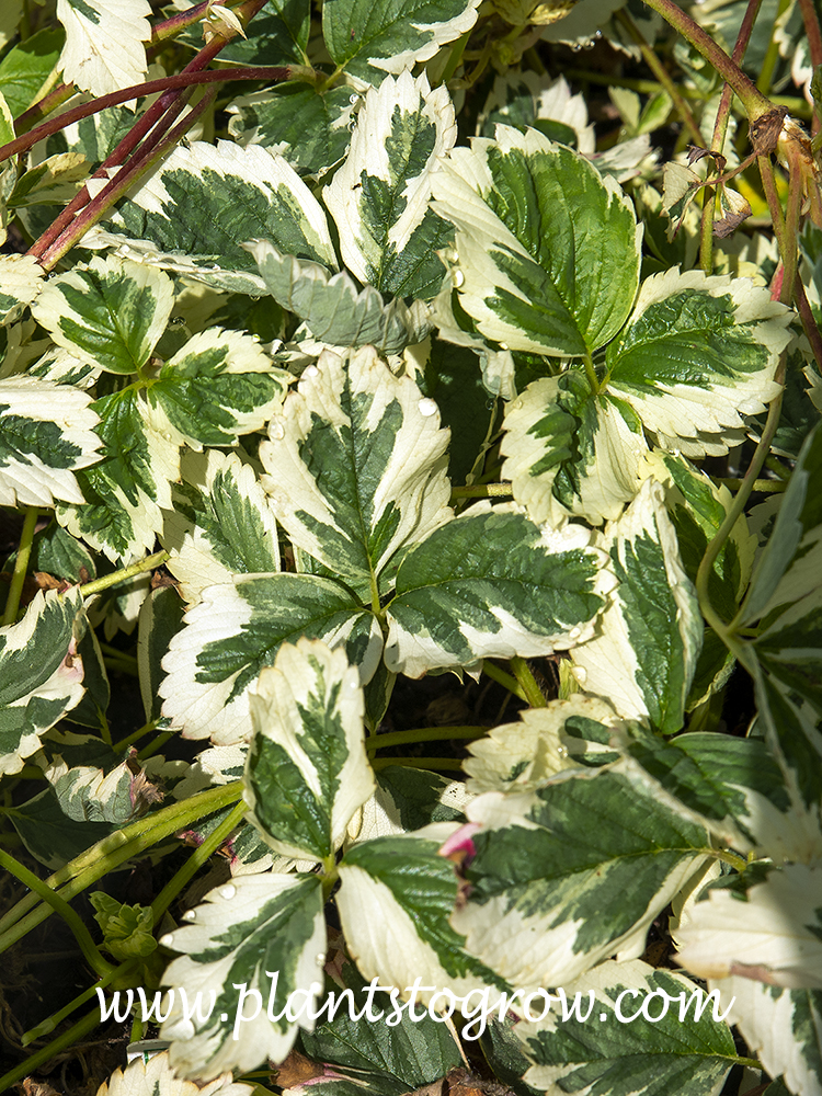 Variegated Alpine Strawberry (Rosaceae Fragaria vesca Variegata ...