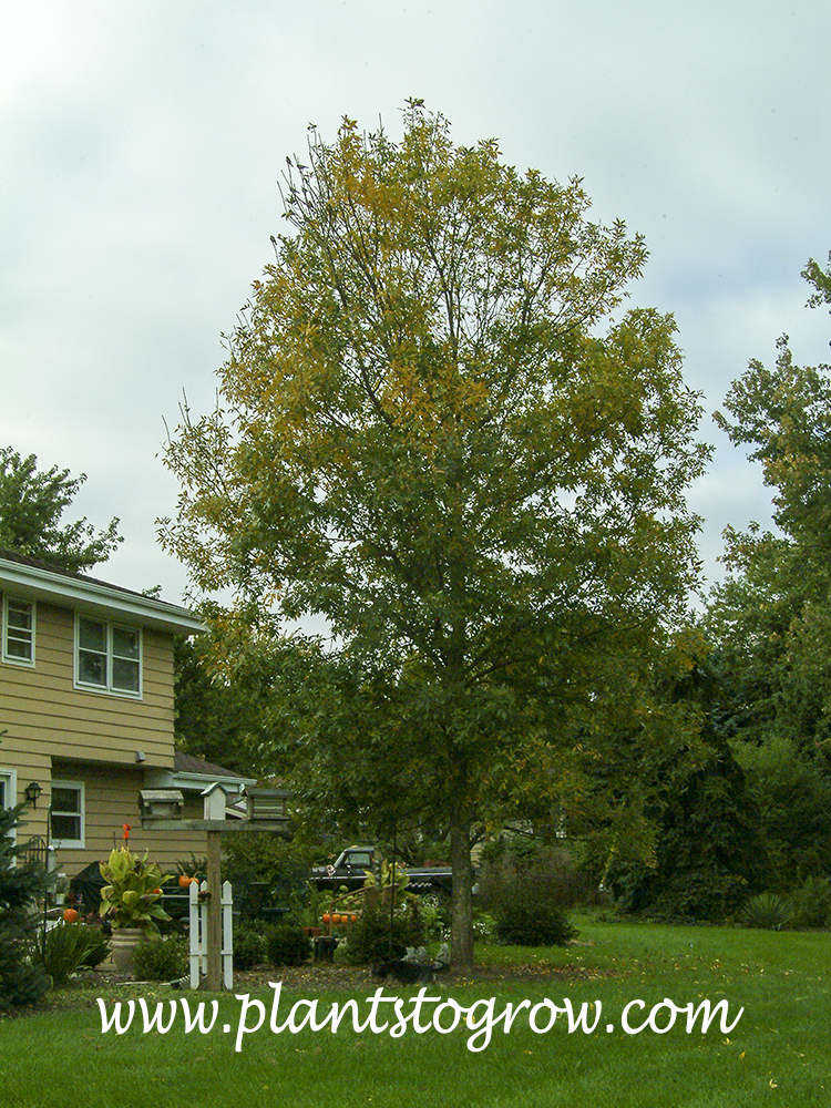 Patmore Ash (Fraxinus pennsylvanica) | Plants To Grow Plants Database ...
