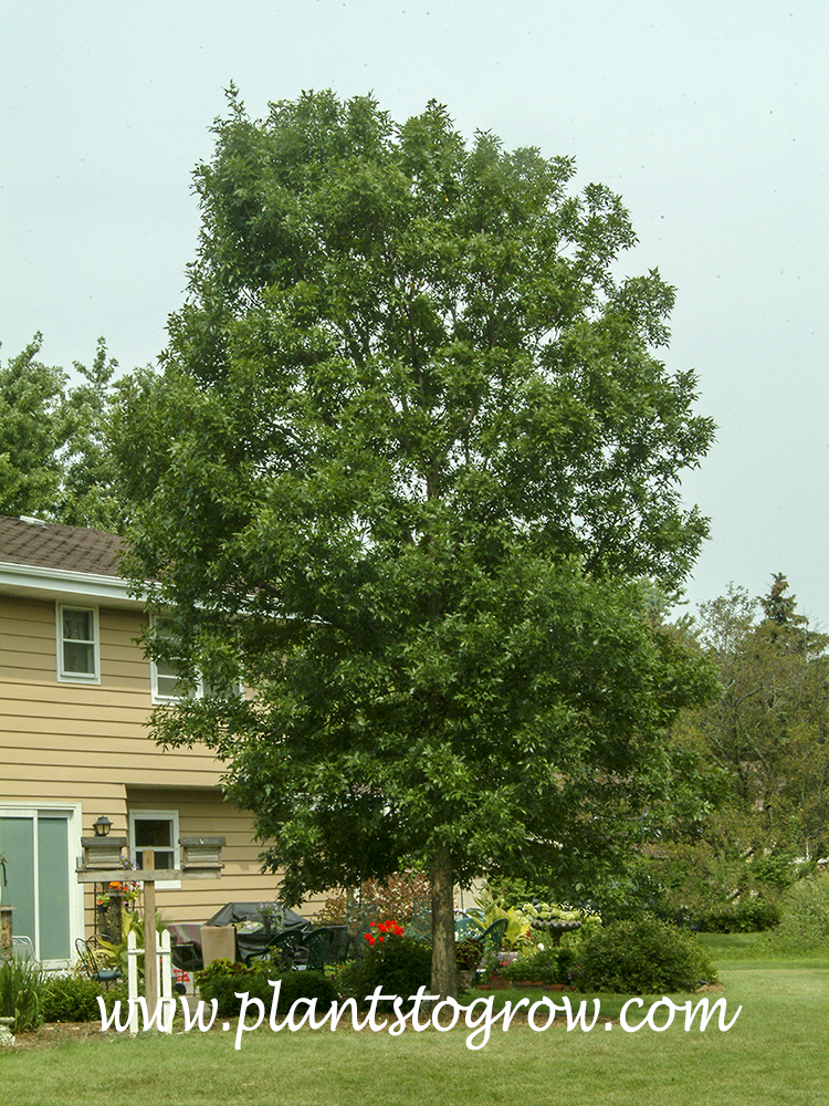 Patmore Ash (Fraxinus pennsylvanica) | Plants To Grow Plants Database ...