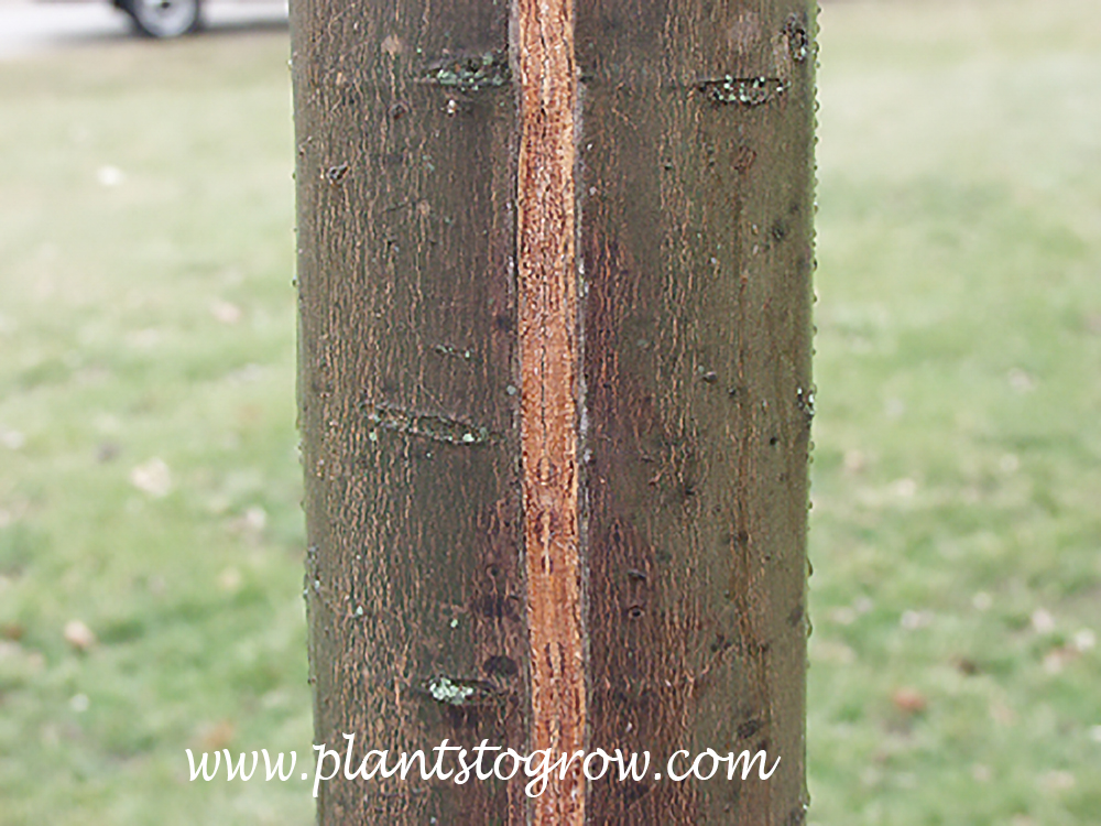 frost cracking | Plants To Grow Plants Database by Paul S. Drobot