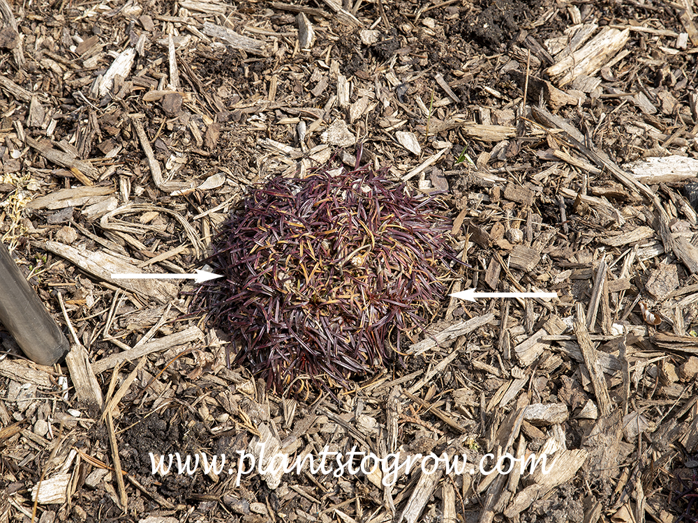 frost heaving | Plants To Grow Plants Database by Paul S. Drobot