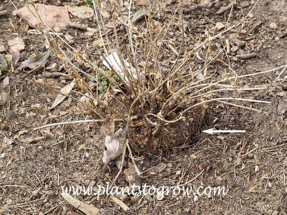 frost heaving | Plants To Grow Plants Database by Paul S. Drobot