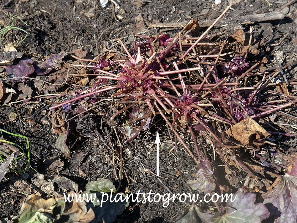 frost heaving | Plants To Grow Plants Database by Paul S. Drobot
