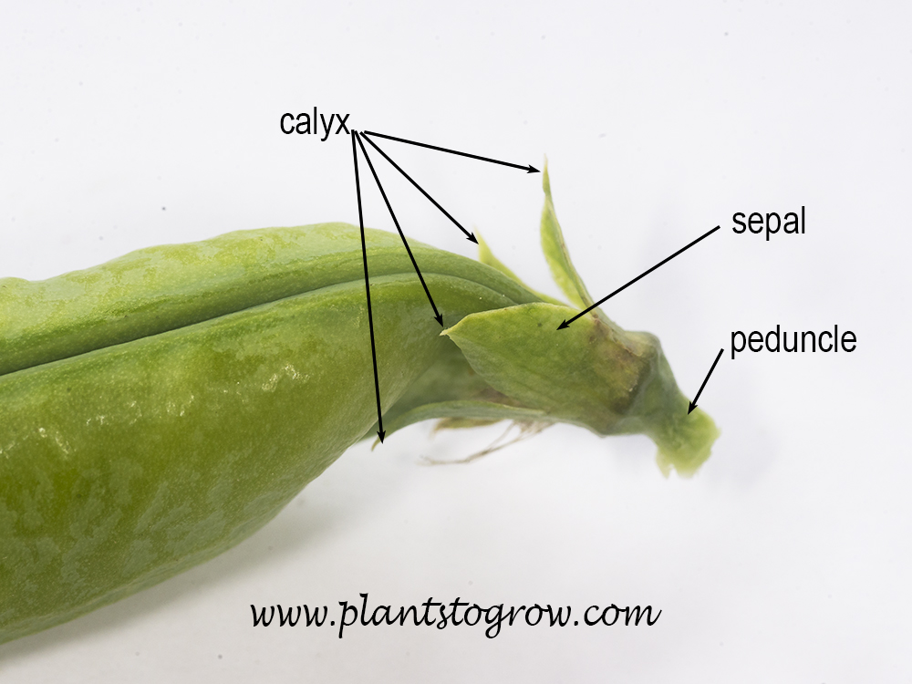 pea pod | Plants To Grow Plants Database by Paul S. Drobot