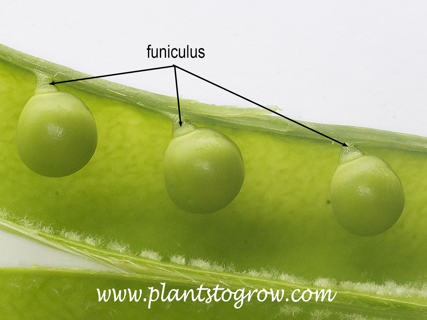 Funiculus | Plants To Grow Plants Database by Paul S. Drobot