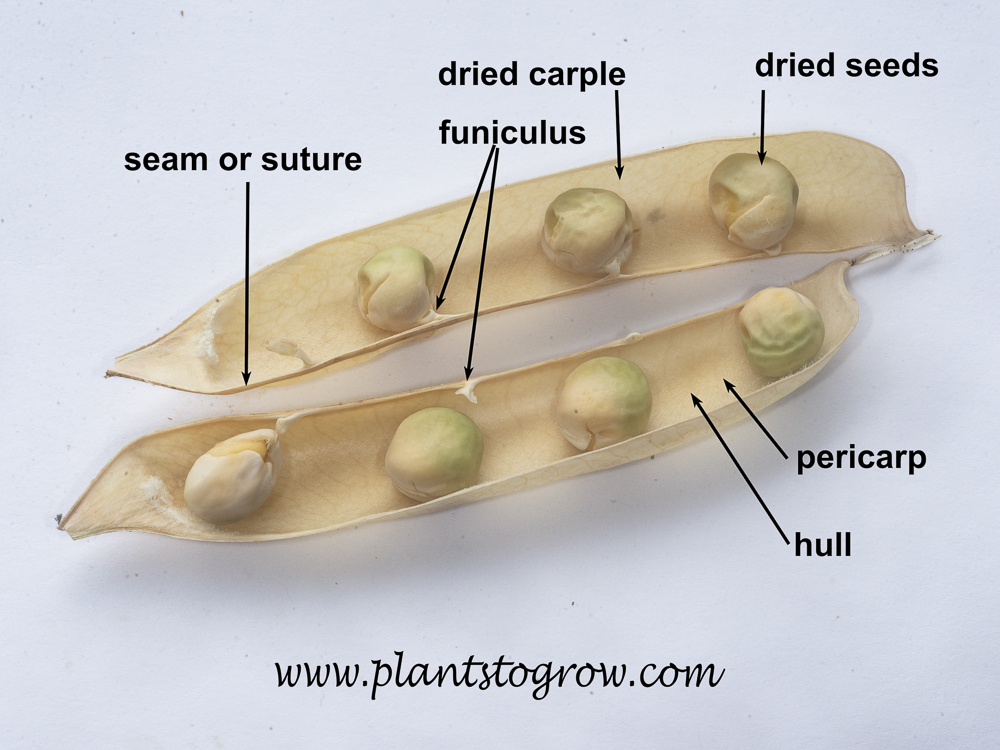 pea pod | Plants To Grow Plants Database by Paul S. Drobot