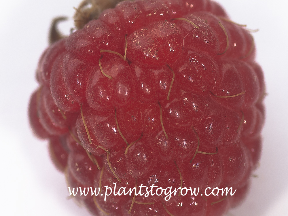 aggregate fruit raspberry | Plants To Grow Plants Database by Paul S ...