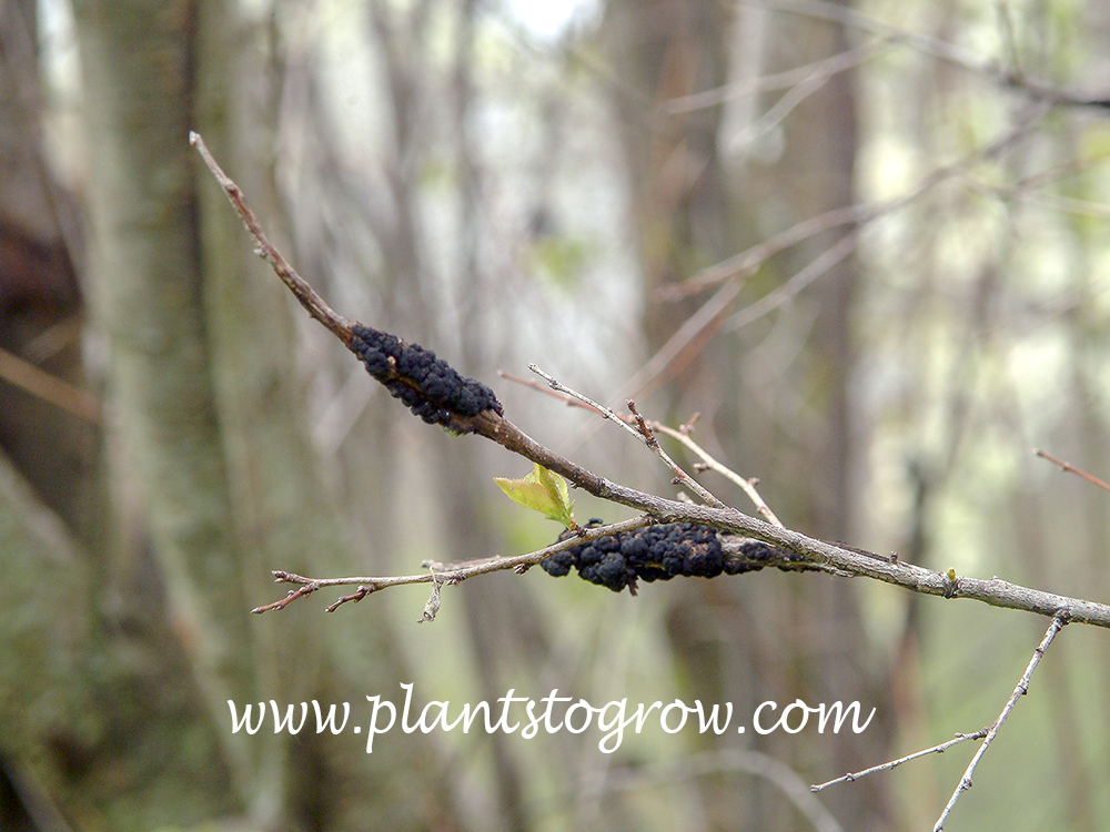 Black Rot | Plants To Grow Plants Database by Paul S. Drobot