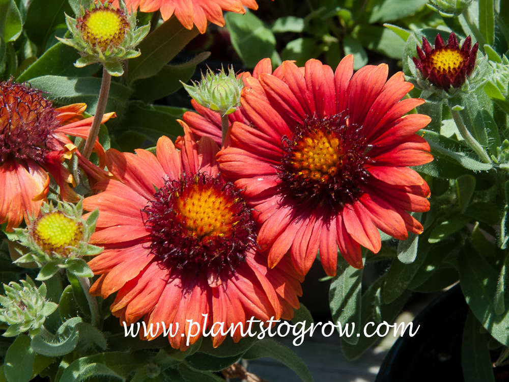 Asteraceae Gaillardia x Arizona Sun | Plants To Grow Plants Database by ...