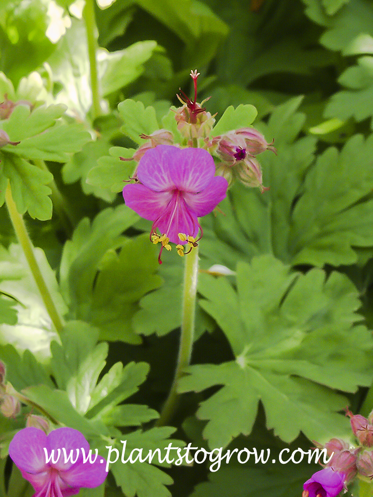 Bevan's Variety Geranium (Geranium macrorrhizum)) | Plants To Grow ...