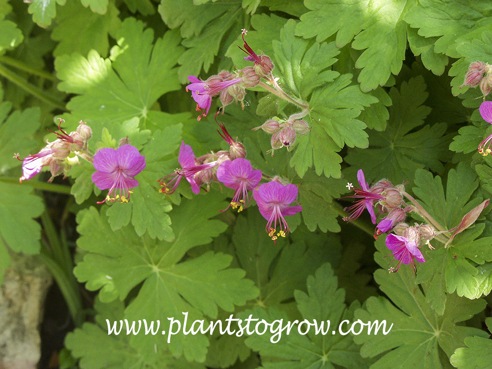 Bevan's Variety Geranium (Geranium macrorrhizum)) | Plants To Grow ...