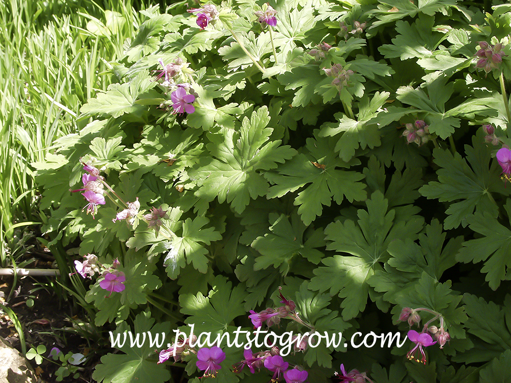 Bevan's Variety Geranium (Geranium macrorrhizum)) | Plants To Grow ...
