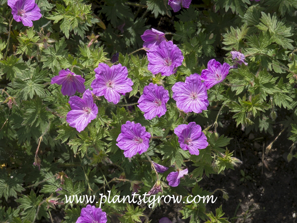 Blushing Turtle Geranium (Geranium) | Plants To Grow Plants Database by ...