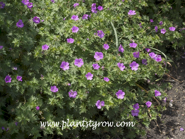 Blushing Turtle Geranium (Geranium) | Plants To Grow Plants Database by ...