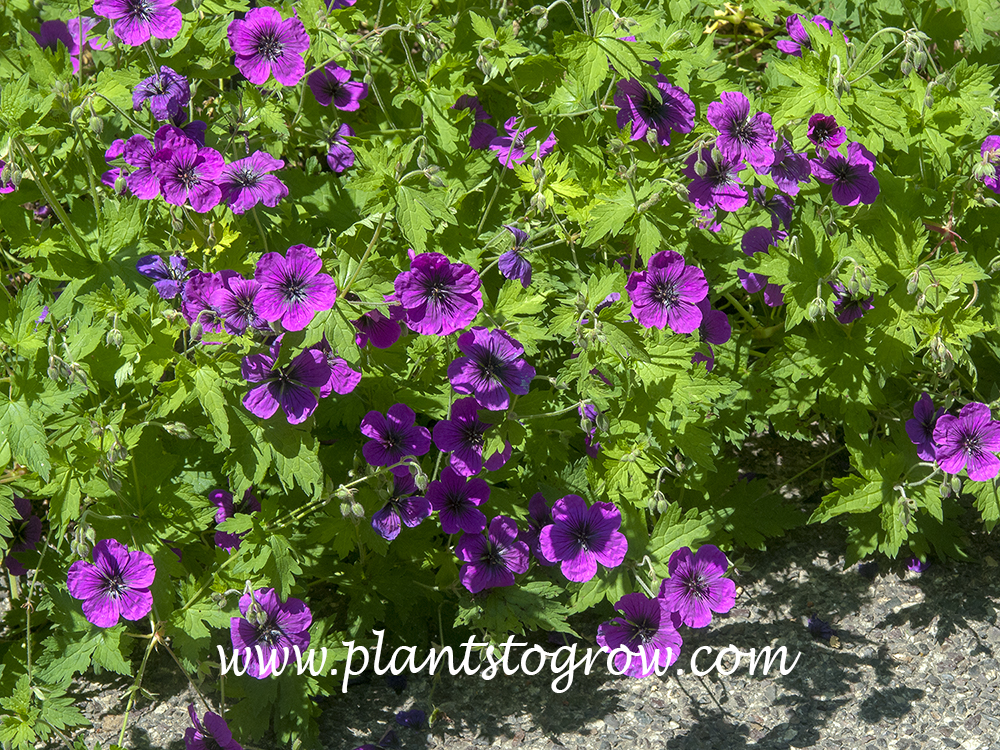 Dragon Heart Geranium | Plants To Grow Plants Database by Paul S. Drobot